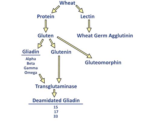 Glutenin Structure