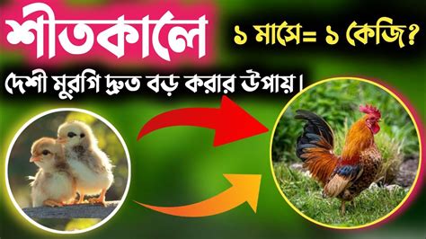 দেশি মুরগি পালন পদ্ধতি দেশি মুরগির দ্রুত বড় করার উপায় দেশি মুরগির বাচ্চা বন্ধকরা