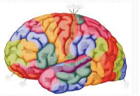 Neuroscience Test 3 Diagram Quizlet