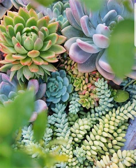 Pastel Succulents Succulents Succulents Garden Succulent Gardening