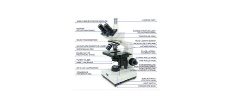 Microscope Diagram Parts Of A Compound Upright Microscope — Au
