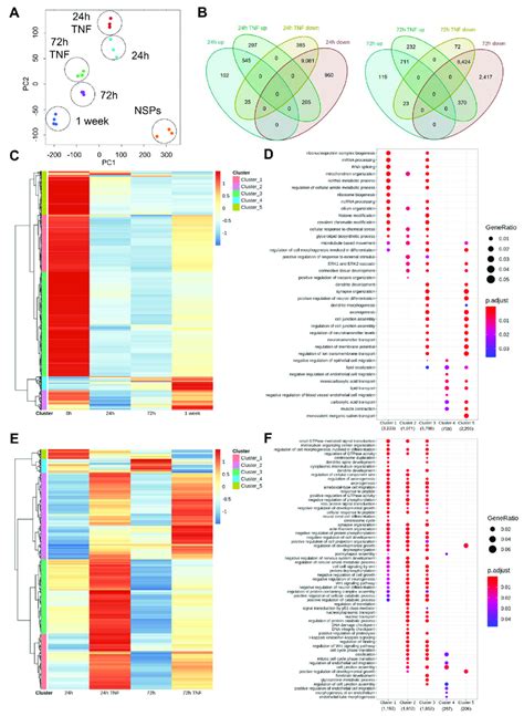 Chromatin Accessibility Profile Of Differentiating Astrocytes Under Download Scientific Diagram