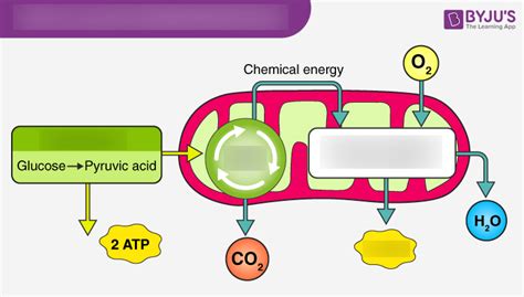 Biology Ch 8 Diagram Quizlet