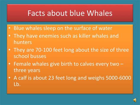 Ppt Life As A Blue Whale A Unique Perspective Powerpoint