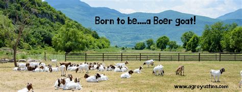 Овощен разсадник Сейков и син Кестен сорт Мароне зрее средата на октомври месец плода едър до