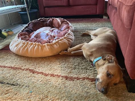 Grandma Made Her A Squishy Bed Rvelvethippos