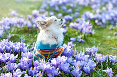 러블리한 강아지 옷 추천 10가지 봄에 입히기 좋은 제품은 비마이펫 라이프