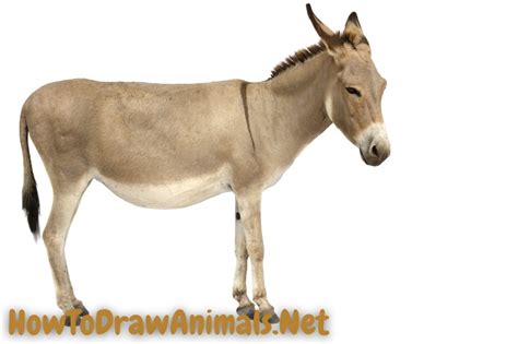 How To Draw A Mule Fun And Easy Drawing Tutorial