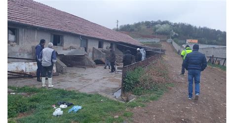 БАБХ дава на прокурор стопанството с умрели крави в Кочериново Български Фермер