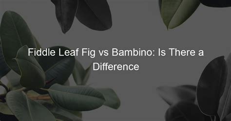 Fiddle Leaf Fig Vs Bambino Is There A Difference Ficus To Life