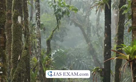 Tropical Rainforest Rain