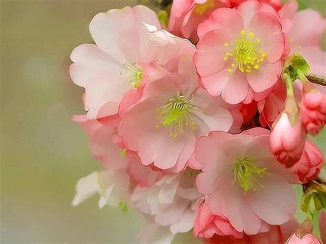 Gardenia Gardenia Shevardnadze • გარდენია შევარდნაძე Blommor