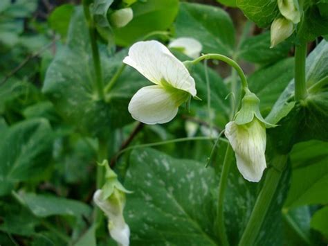 Introduction To Genetics And Inheritance Patterns Flashcards Quizlet