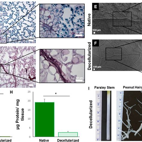 Time Lapse Of Spinach Leaf Decellularization A Leaf Is Dark Green Download Scientific
