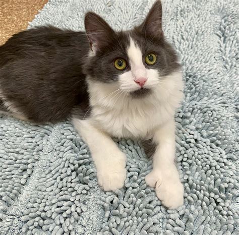 Lilo Stitch Are Adopted Happy Cats Haven