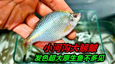 小河沟里捞的鱼实在太好看了又大又漂亮好好养起来 腾讯视频
