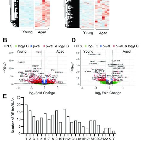Effect Of Aging On Endothelial Cell Transcriptome Bulk Rnasequencing