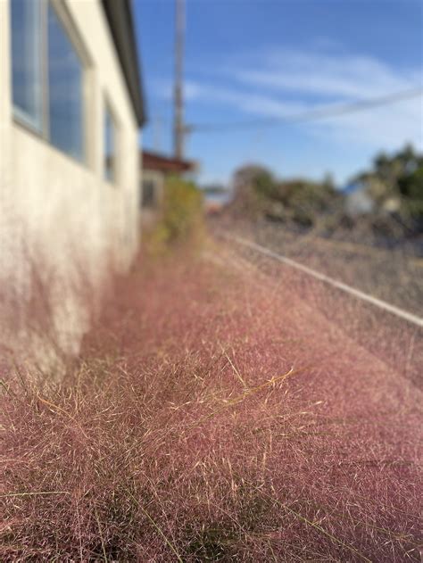 핑크뮬리가 짙어지는 요즘