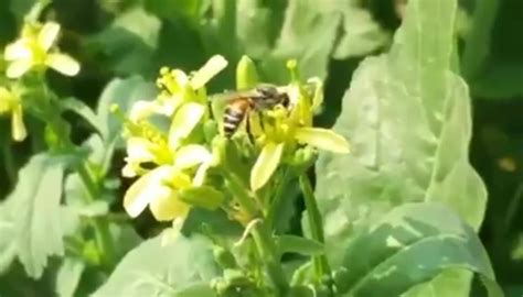 ফুল কানন কেশরাজ ফুল অত্যন্ত উপকারী একটা ঔষধি ঘাস ফুলের গাছ কেশরাজ। এই গাছ থেকে কালো একধরনের রং