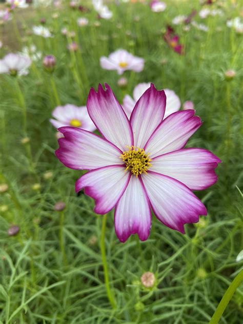 🌸ดอกคอสมอสทูโทน 🌸 🌸บรรจุ 1 200 สวนโพธิ์ทอง เชียงใหม่