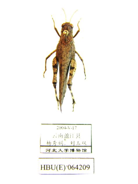 疣蝗 Trilophidia annulata 物种库 国家动物标本资源库