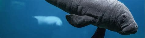 Manat Karaibski Zoo Wrocław Największy Polski Ogród Zoologiczny
