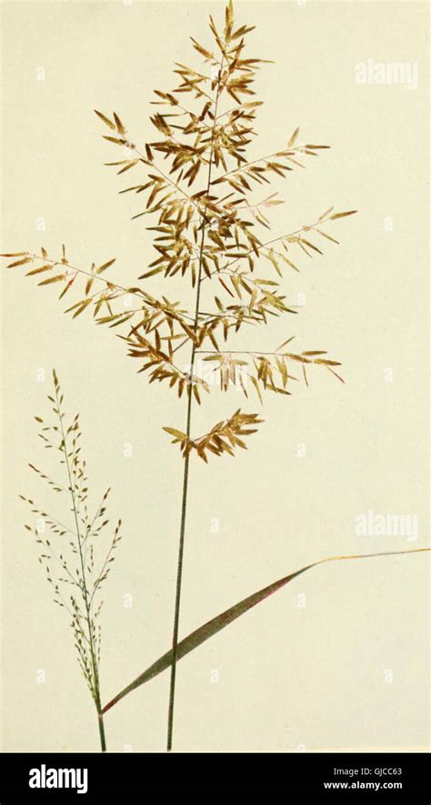 The Book Of Grasses An Illustrated Guide To The Common Grasses And