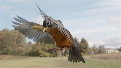 American Robin Blender 3d Model Animated Rigged Cgtrader