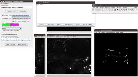 simple neurite tracer basic instructions imagej