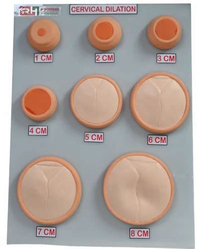 PVC Gynecological Examination Model For Laboratory Use At 6000 In Jaipur