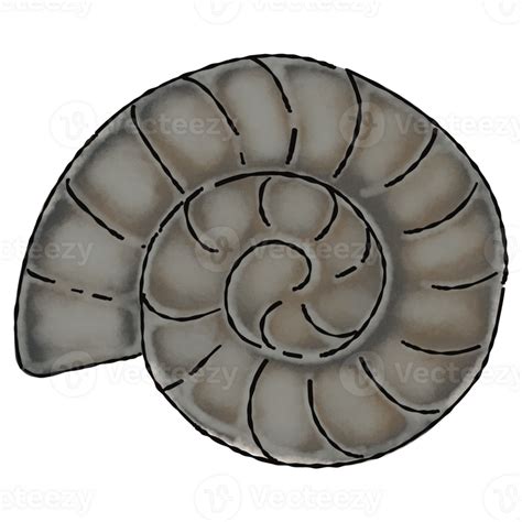 Ammonite Fossil Art Cartoon 27378840 Png