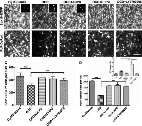 Mglur Activation Protects Postnatal Optic Nerve Oligodendrocytes From
