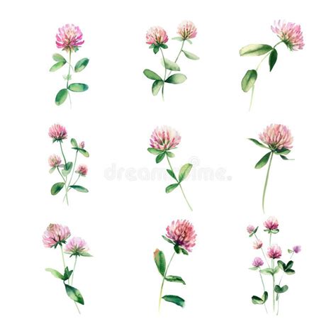 白色背景中的红三叶花水色组 向量例证 插画 包括有 字体 收集 红色 紫色 开花 设计 模式 277594545