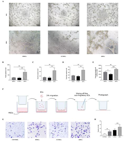 In Vitro Matrigel Angiogenesis And Endothelial Cells Migration Assay