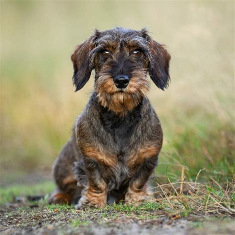 Rauhaardackel 🐶 Steckbrief Charakter Wesen And Haltung
