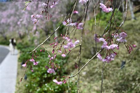 名残の桜 MIHO MUSEUM 滋賀ガイド