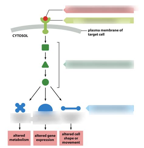Different Components Of Signal Transduction At Felipe Correa Blog