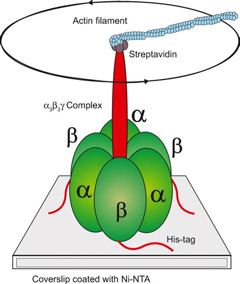 Diagramatic Representation Of A System Used For Observation Of The Download Scientific Diagram