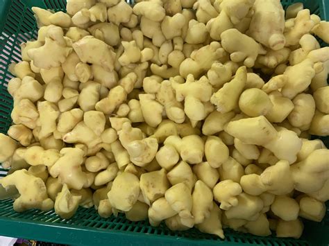 햇생강 수확시기 생강 손질 쉽게 하는법