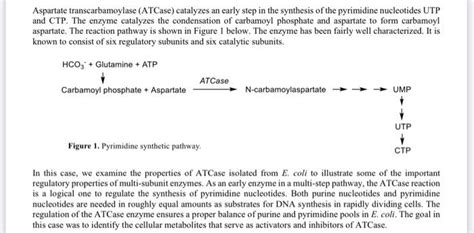Aspartate Transcarbamoylase Atcase Catalyzes An