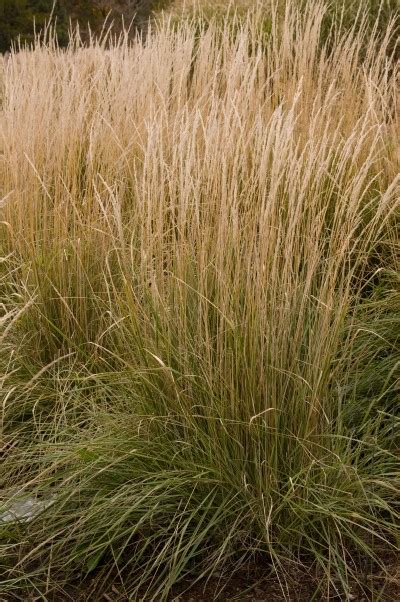 Overdam Feather Reed Grass Rum River Tree Farm