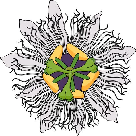 Passiflora Edulis Flower Front Figure Science Figures