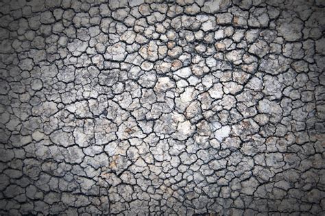 Premium Photo Tree Bark Texture