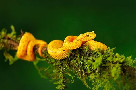 Tropical Rainforest Snakes