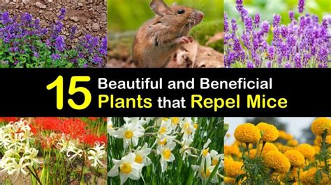 15 Beautiful And Beneficial Plants That Repel Mice Plants Perennial Herbs Hardy Perennials