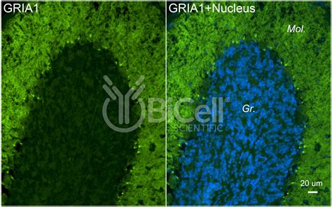 Gria1 Glur1 Or Glua1 Antibody Bicell Scientific®