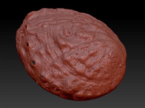 Stl File Abalone Shell For 3d Print 🐚 ・3d Printing Model To Download・cults Stl File Abalone Shell For 3d Print 🐚 ・3d Printing Model To Download・cults