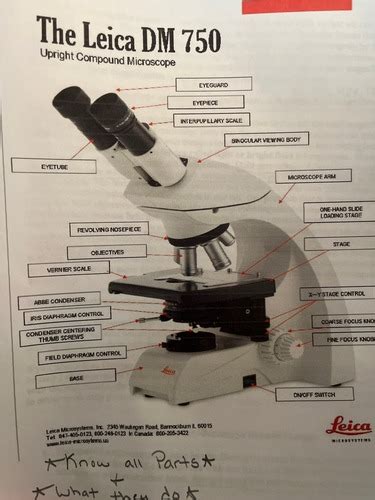 Lab 2 Introduction To Staining Techniques Acidic And Basic Stains Flashcards Quizlet