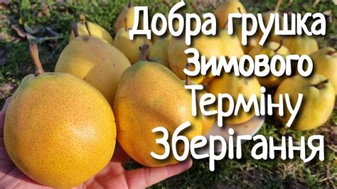 Груша Марія - YouTube