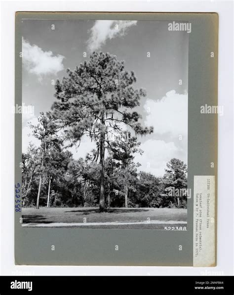 Tree Identification Pine Longleaf Photographs Relating To National Forests Resource